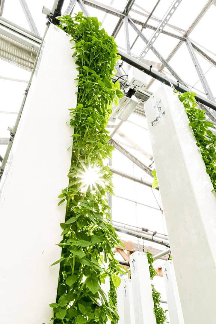 ZipGrow Greenhouse | Effective Greenhouse Growing with ZipGrow