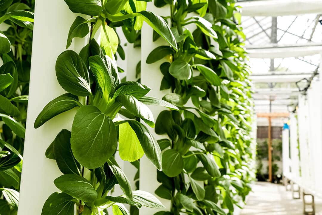 ZipGrow Greenhouse | Effective Greenhouse Growing with ZipGrow