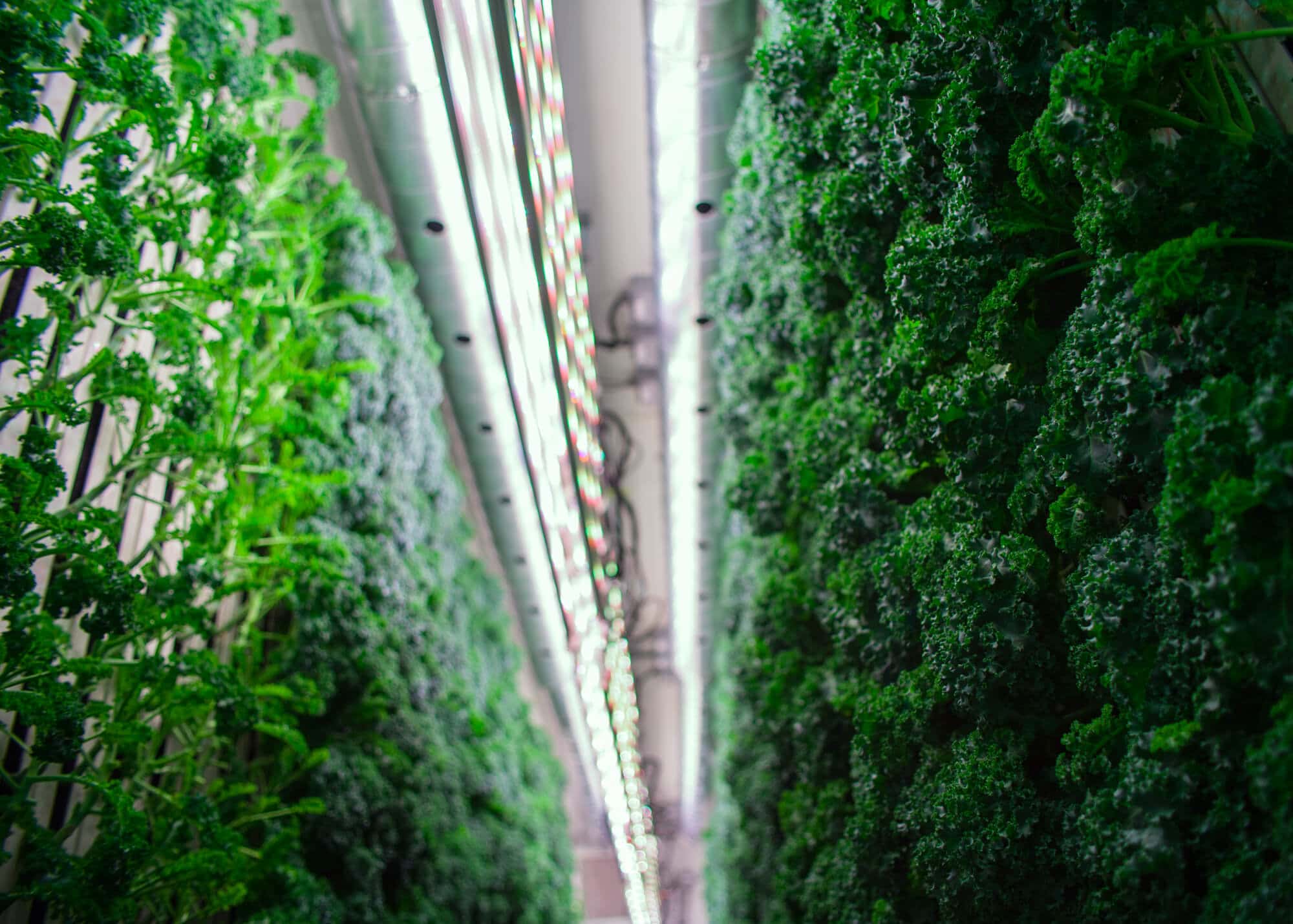 Home Growers | Start Farming with ZipGrow