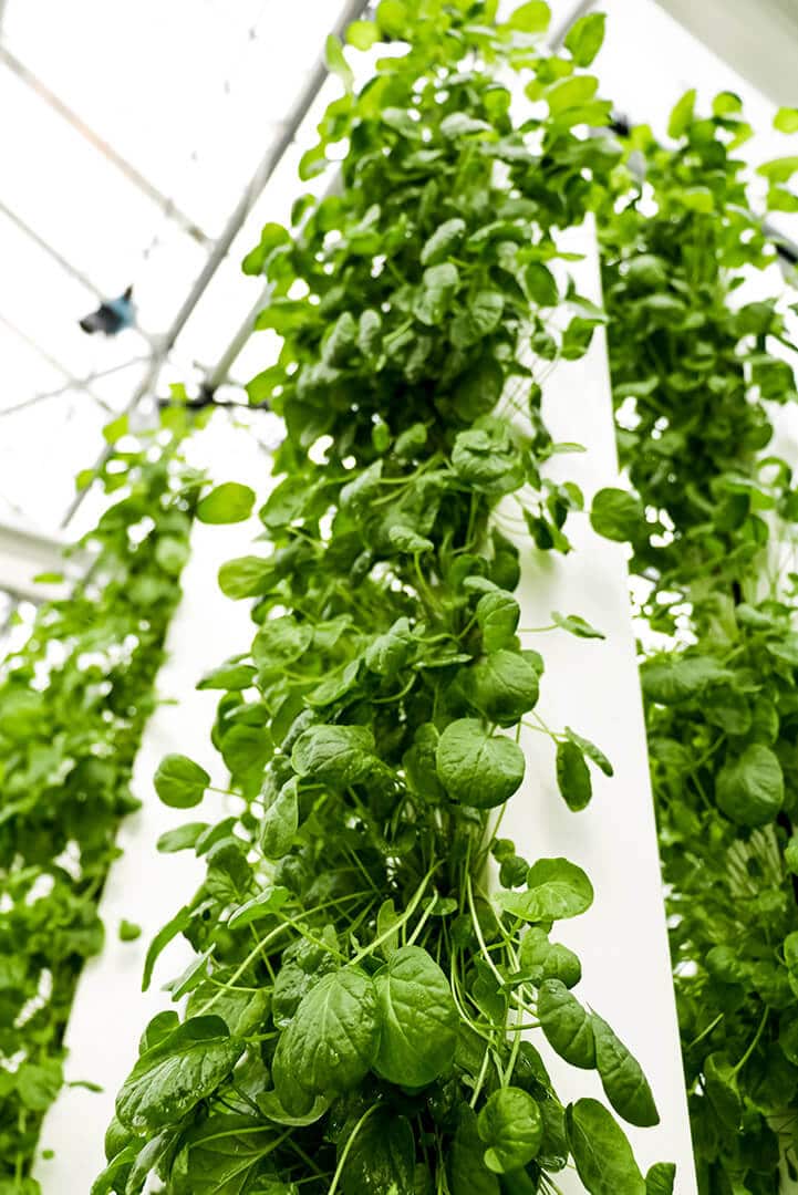 Greenhouse Archives | ZipGrow Inc.