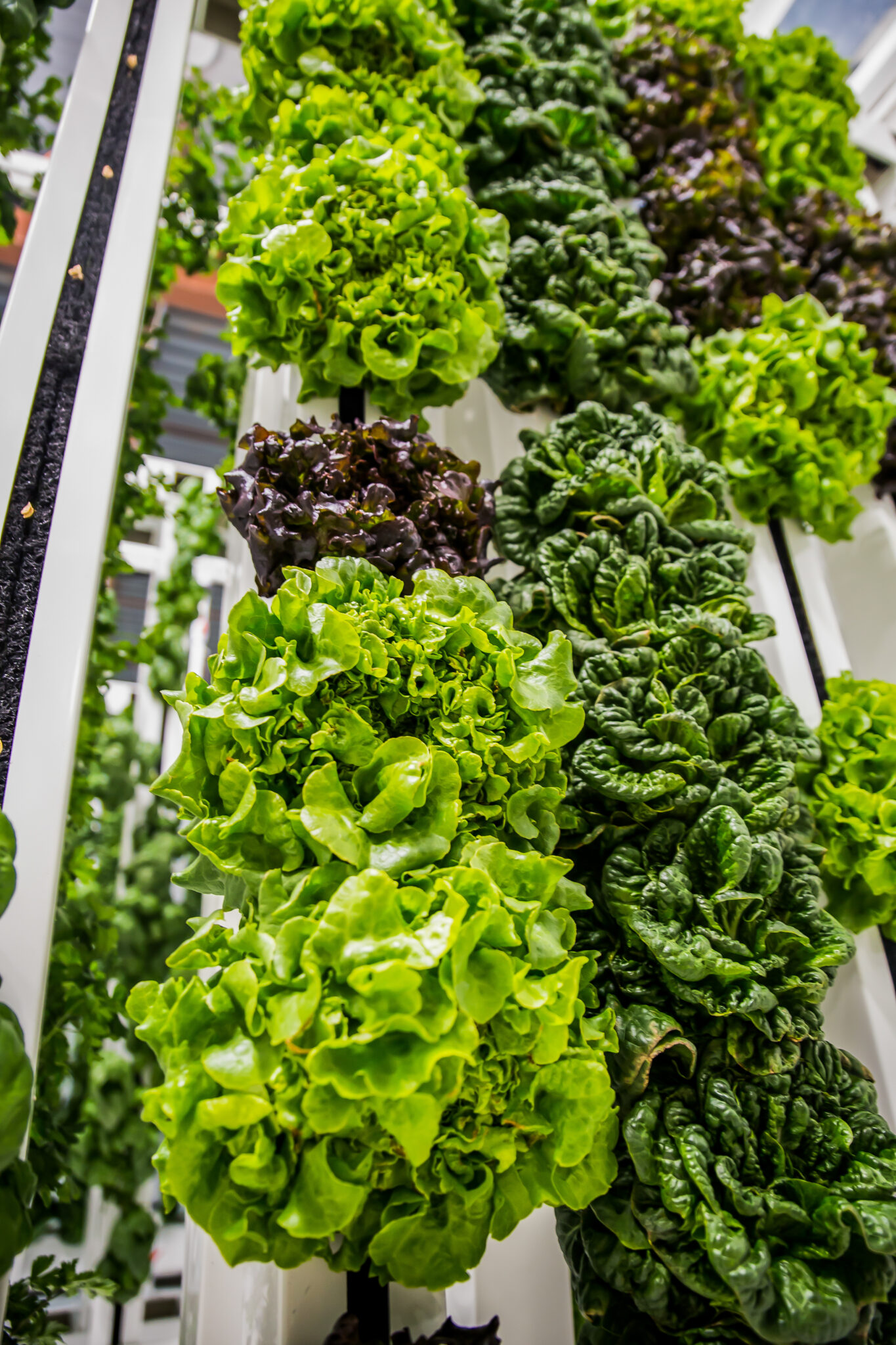 The Best Hydroponic Nutrients For Your System | ZipGrow Inc.