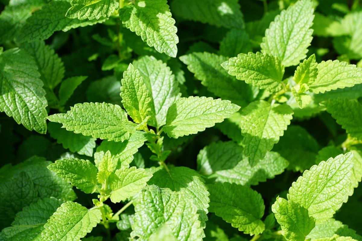 Growing Mint for Commercial Hydroponics | ZipGrow Inc.